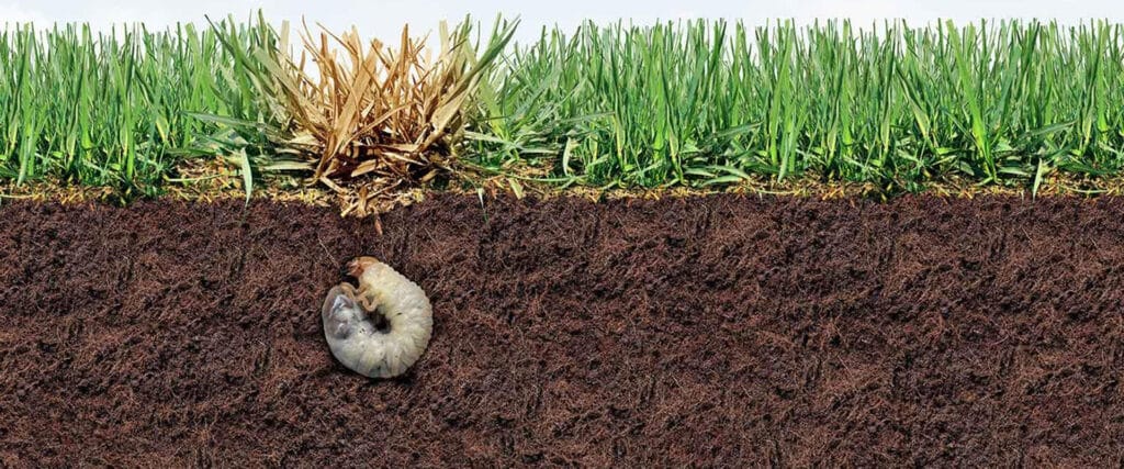Grub Control Services - Green Envy Lawn Care